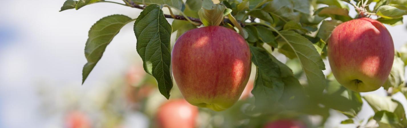 Der Apfel aus der Ferienregion Latsch-Martelltal in Südtirol